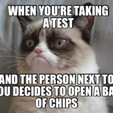 Grumpy Cat Final Exams