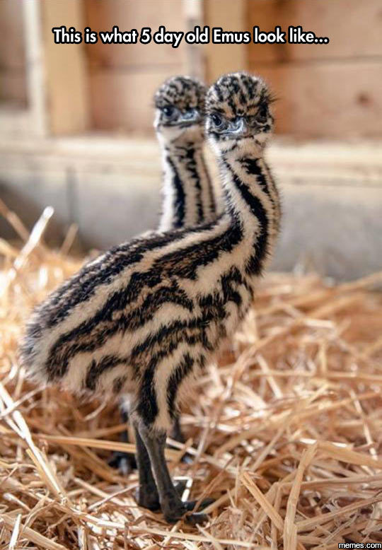 Sad Emu Memes The Emu War Meme Google Search | Emu War, Historical