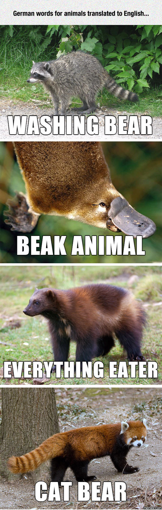 Different Animal Memes